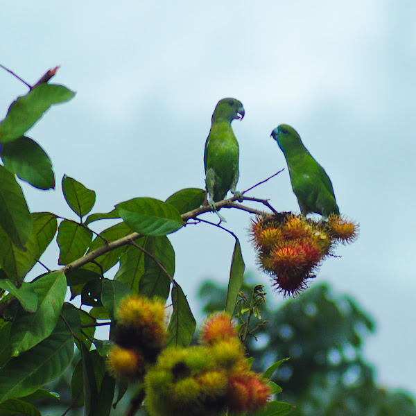 Green Racket-tail | Project Noah