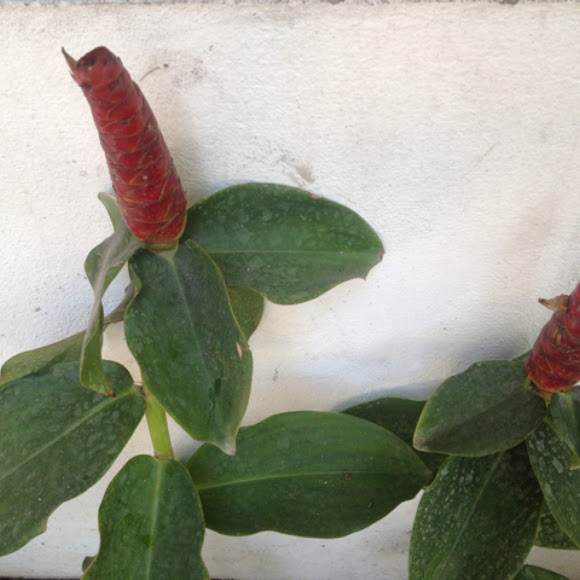 Red Button Ginger | Project Noah