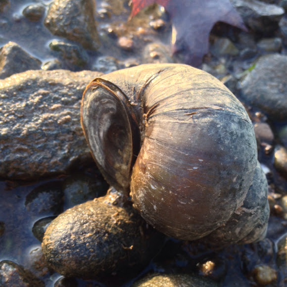 Chinese and Japanese Mystery Snails | Project Noah