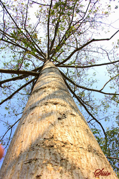 Cotton tree or Semal | Project Noah