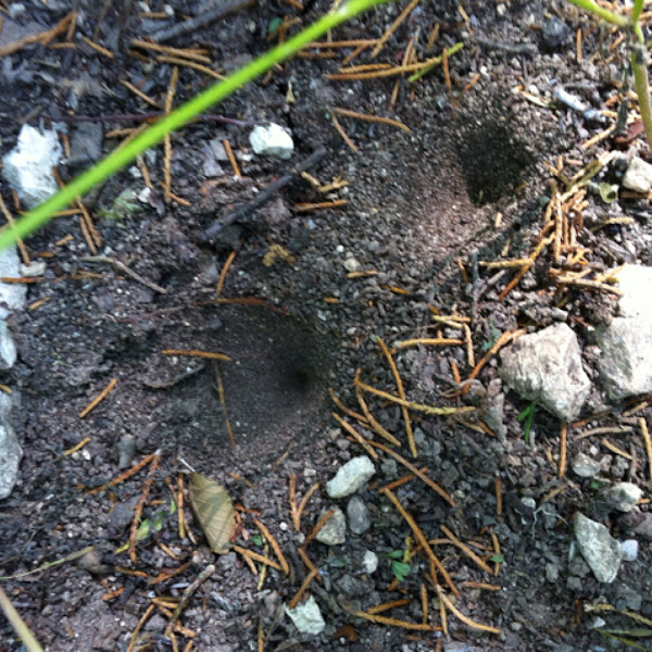 Antlion cones | Project Noah