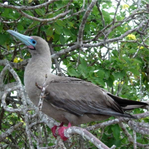 Piquero de patas rojas. Red-Footed Booby | Project Noah