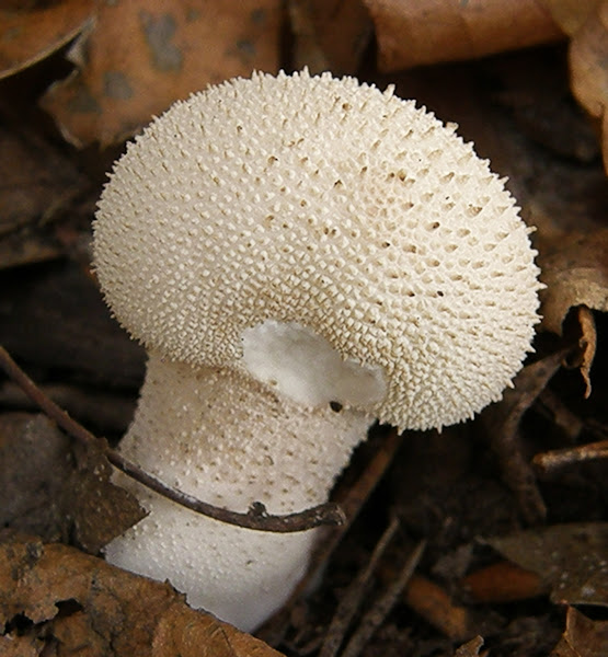 Common puffball | Project Noah