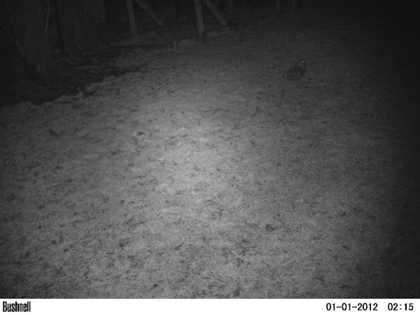 rabbit | Project Noah