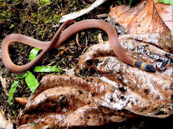 Red Coffee Snake | Project Noah