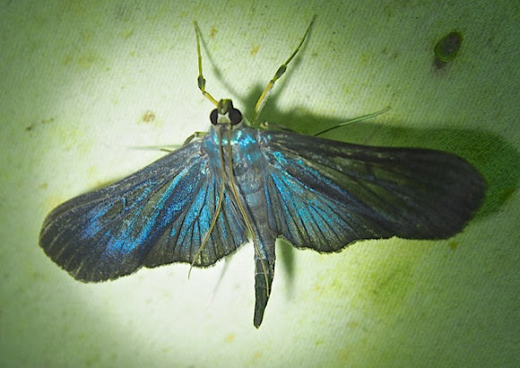 Crambid Moth | Project Noah