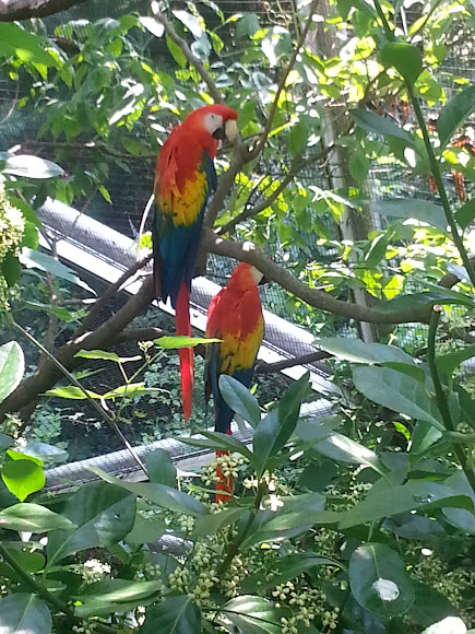 Parrot | Project Noah