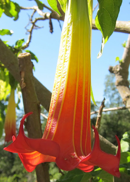 Red Angel's Trumpet | Project Noah