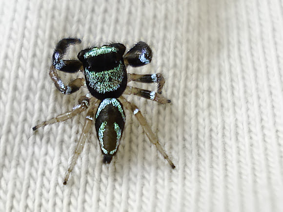 Dual colored spider/Fighting spider(Female) | Project Noah