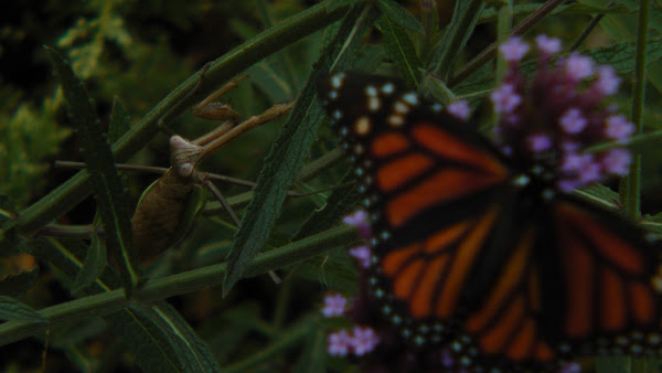 Praying Mantis hunting Monarch Butterfly | Project Noah