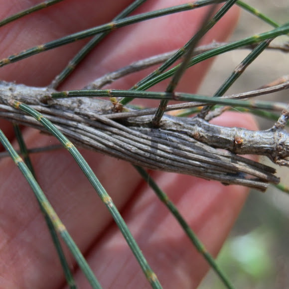 Pupal Casing on casuarina | Project Noah