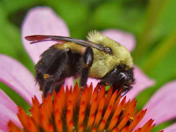 Common eastern bumblebee | Project Noah