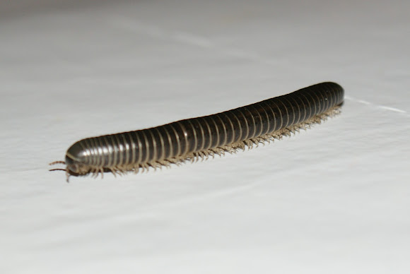 mil pies | Project Noah