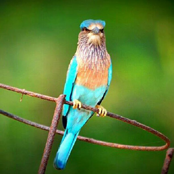 Indian Roller or Blue Jay | Project Noah