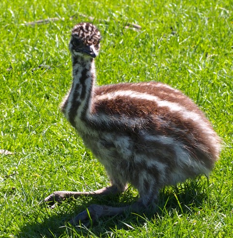 Emu Chicks | Project Noah