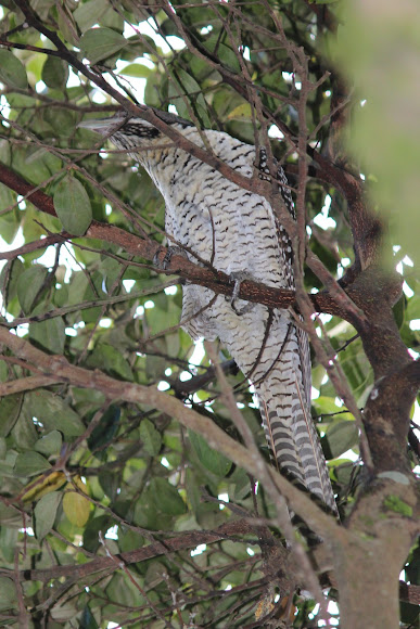 Common Koel or Eastern Koel (female) | Project Noah