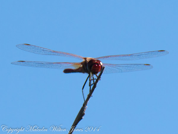 Red-veined Darter | Project Noah