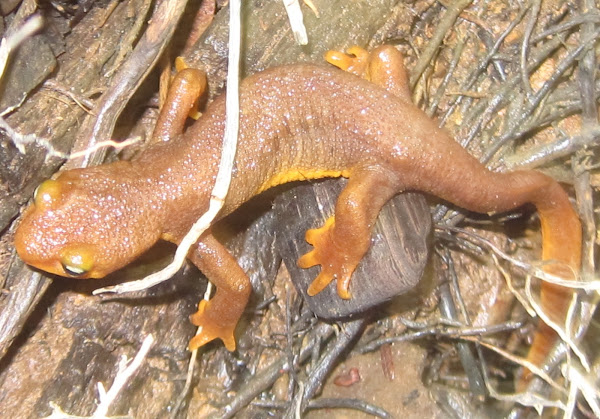 Coastal Range Newt | Project Noah