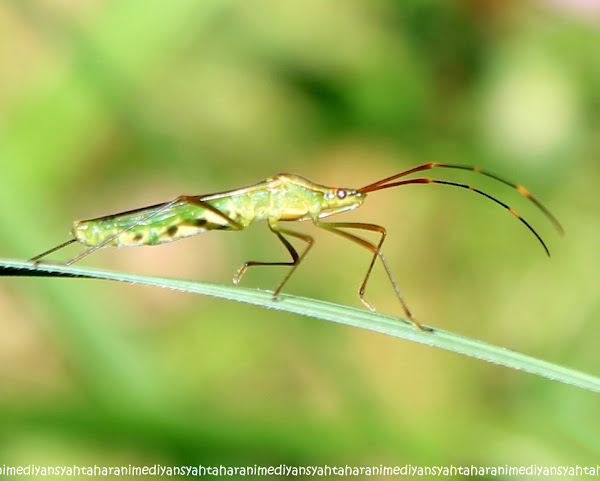 Rice Bug | Project Noah