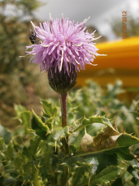 Thistle sp. | Project Noah