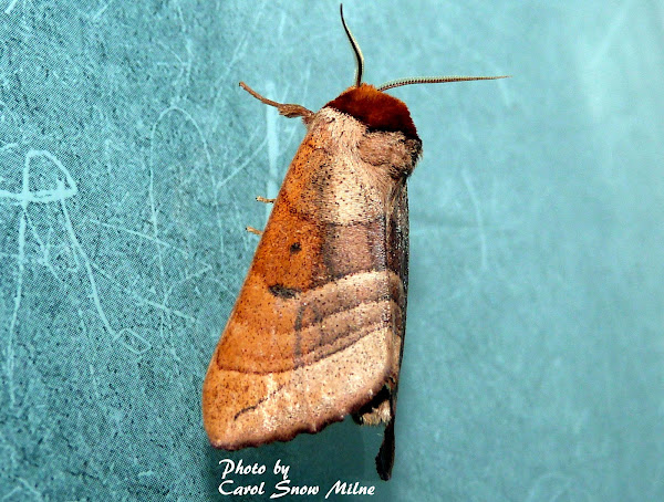 Datana Moth | Project Noah