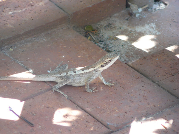 Ta Ta Lizard | Project Noah