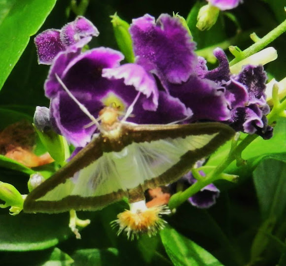 Cucumber Moth | Project Noah