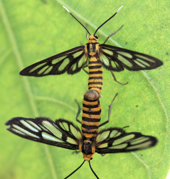 Amata Wasp Moth | Project Noah