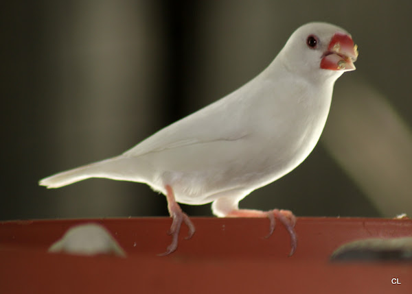 Java Sparrow | Project Noah