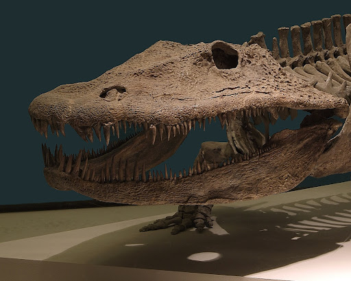 Temnospondyl amphibian (composite) — Google Arts & Culture