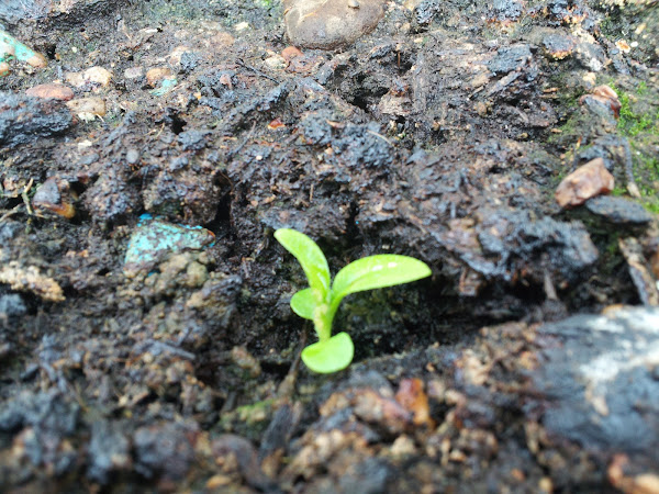 Cinnamon Basil | Project Noah