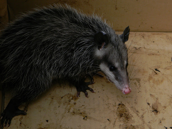 Common Opossum | Project Noah