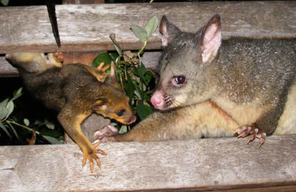 Common brushtail possum with pouch young | Project Noah