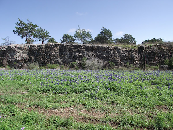 Texas Bluebonnets | Project Noah