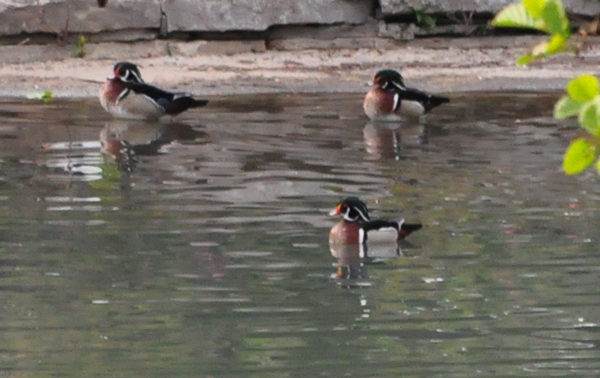 Wood Duck | Project Noah