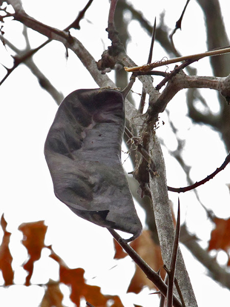 Honey locust | Project Noah