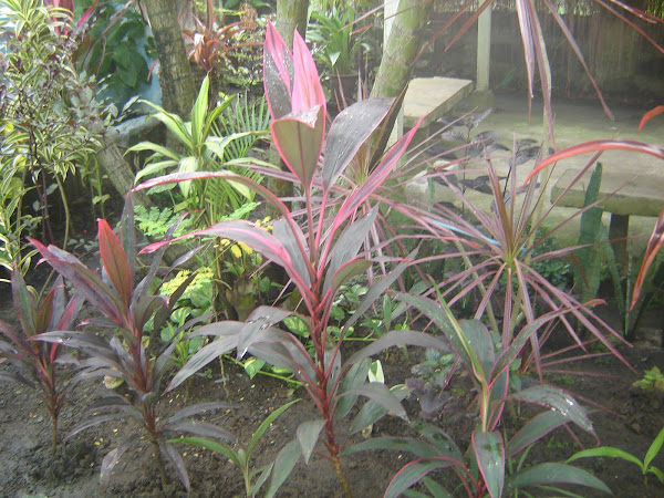 red ti plant | Project Noah