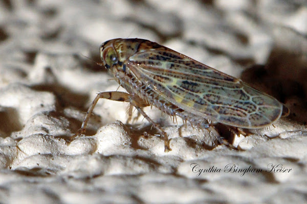 Leafhopper | Project Noah