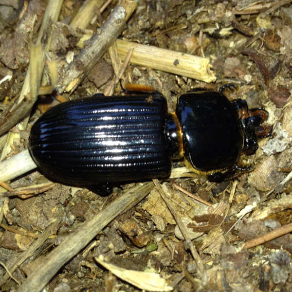 Patent Leather Beetle | Project Noah