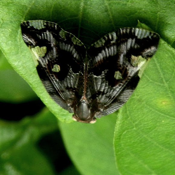 Ricaniid Planthopper | Project Noah