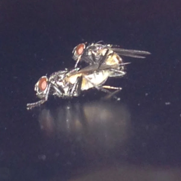 Mosca comun | Project Noah