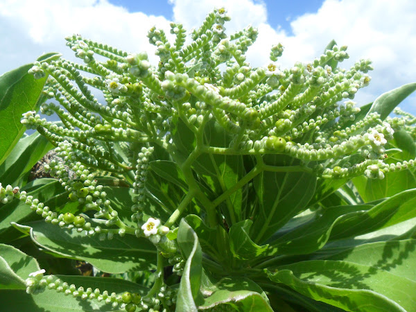 tree heliotrope | Project Noah