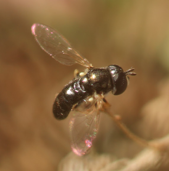 Little black hover fly | Project Noah