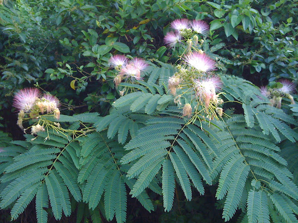 Silk Tree flowers and fruit | Project Noah