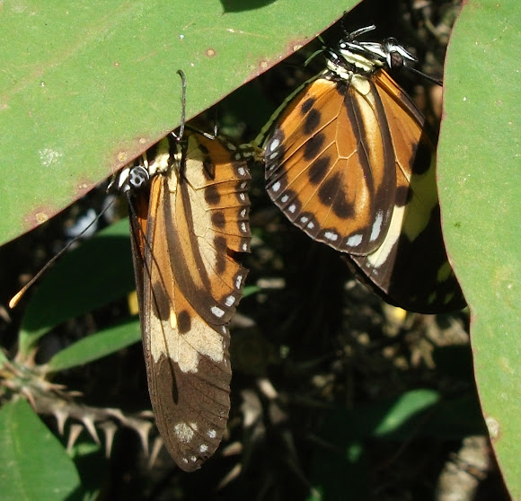 Isabella Longwing, Borboleta do Maracujá(Brazil) | Project Noah