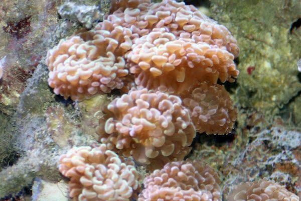 Coral | Project Noah