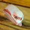 Northern Ghost Bat | Project Noah