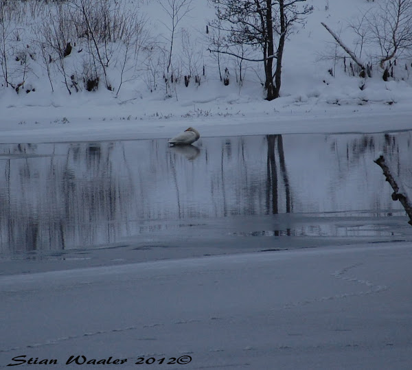 Whooper Swan | Project Noah
