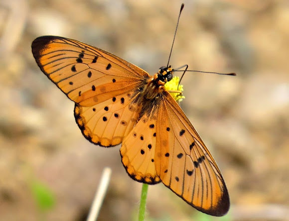 Window acraea | Project Noah