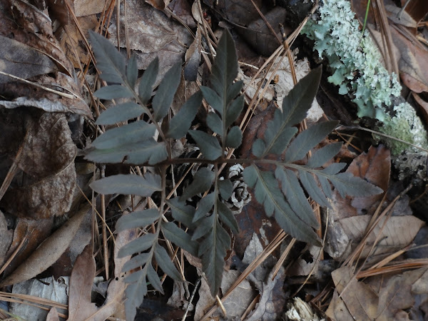 Bronze Fern | Project Noah